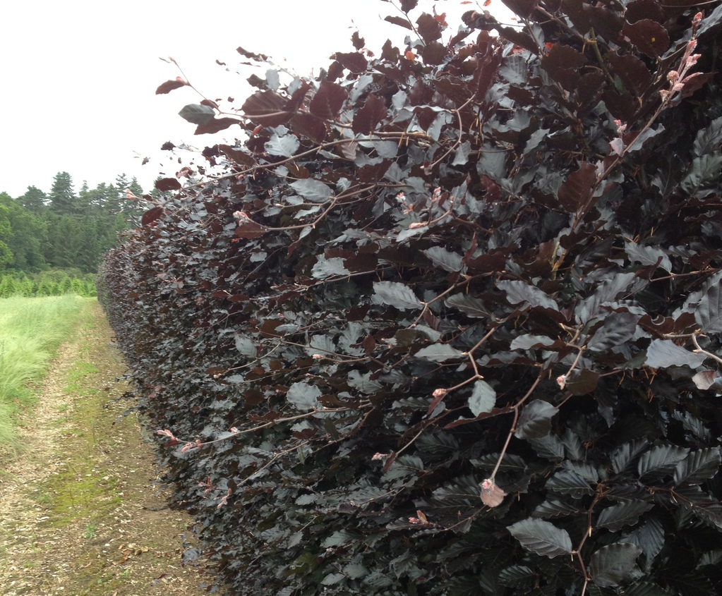 Purple Beech (Fagus sylvatica Purpurea) hedge | Practicality Brown ...