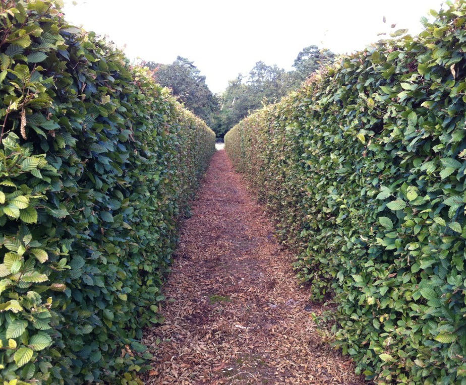 Instant hedging for maximum impact | Practicality Brown | ESI External ...