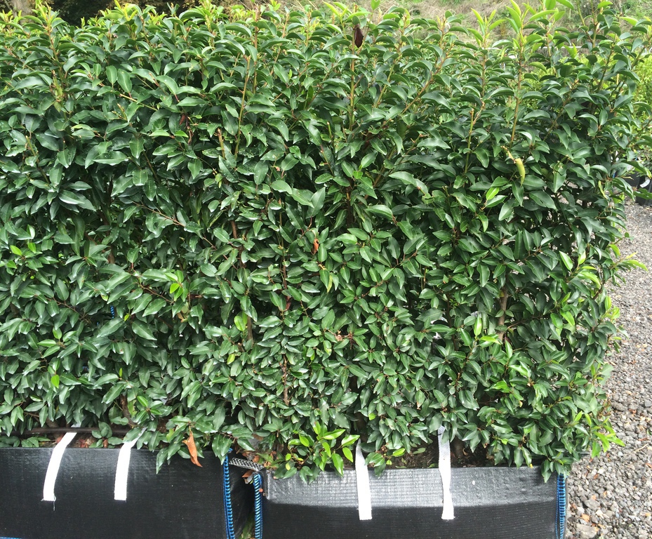 Instant hedging for maximum impact | Practicality Brown | ESI External ...