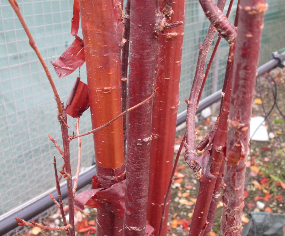 Multi-stem trees | Palmstead Nurseries | ESI External Works