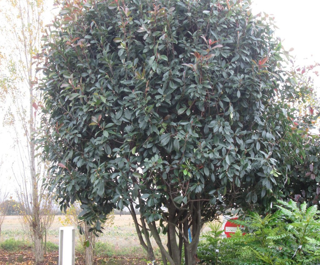 Multi-stem trees | Palmstead Nurseries | ESI External Works