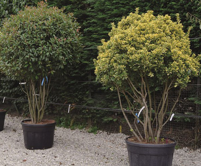 Multi-stem trees | Palmstead Nurseries | ESI External Works