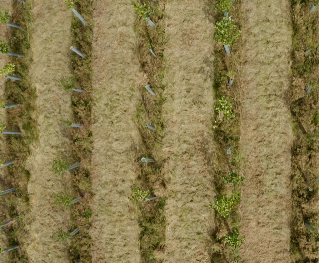 Vigilis-Bio biodegradable tree shelters | Suregreen | ESI External Works