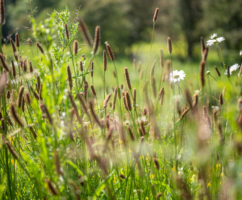 Vegetated wall system reinforces bank at Glasgow park | GeoGrow | ESI ...