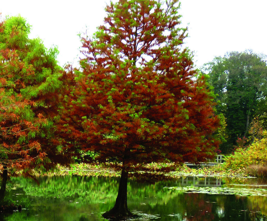 Conifers | Lorenz von Ehren | ESI External Works