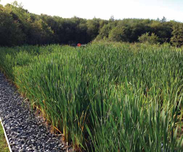 Aerated vertical flow reed bed for Highland Spring | ARM Ltd | ESI ...