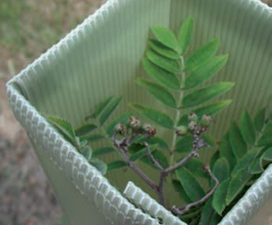 Defender Pro tree shelter | Rainbow Professional | ESI External Works