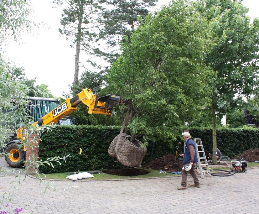 Specimen tree delivery services | Majestic Trees | ESI External Works
