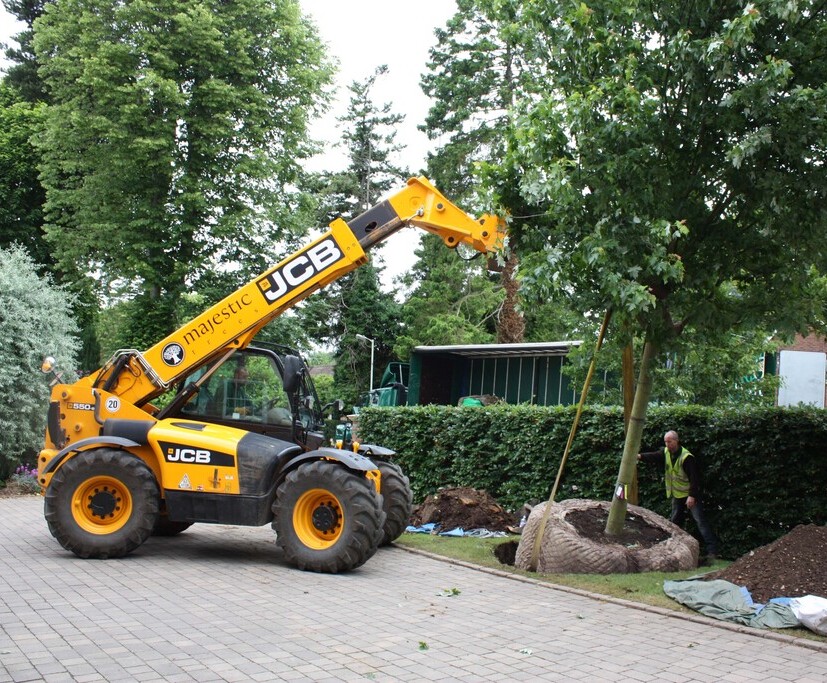 Specimen tree delivery services | Majestic Trees | ESI External Works