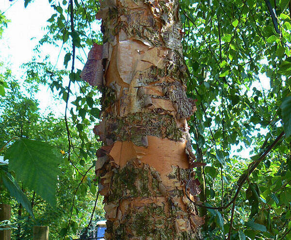 AirPot container grown specimen trees, 50 to 1500L | Majestic Trees ...