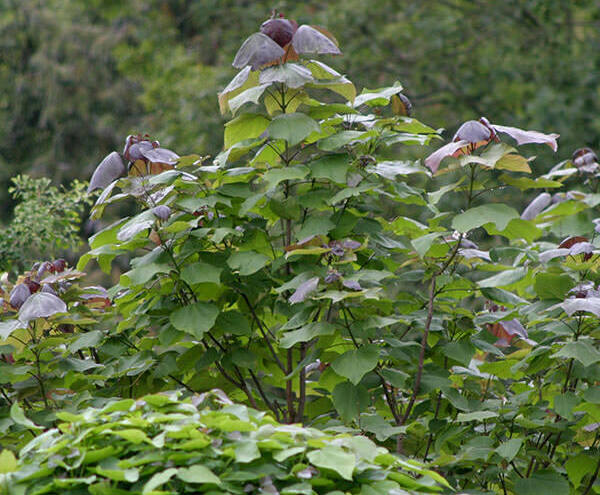 AirPot container grown specimen trees, 50 to 1500L | Majestic Trees ...