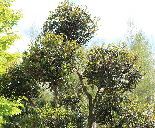 AirPot container grown specimen trees, 50 to 1500L | Majestic Trees ...