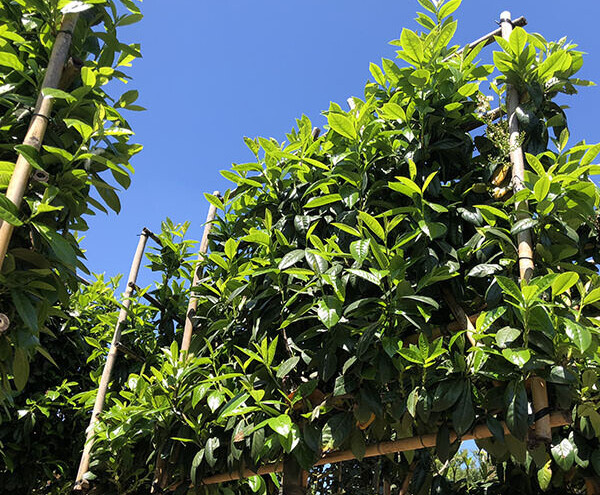 AirPot container grown specimen trees, 50 to 1500L | Majestic Trees ...