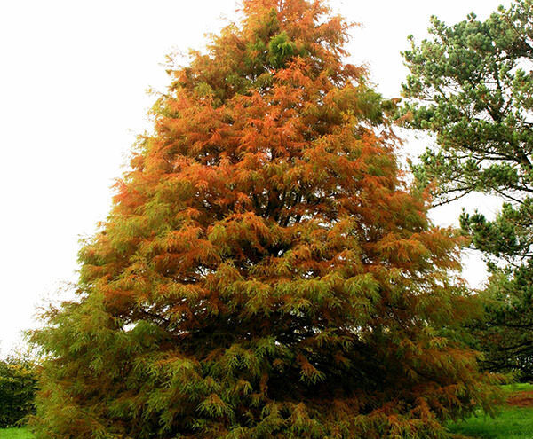 AirPot container grown specimen trees, 50 to 1500L | Majestic Trees ...