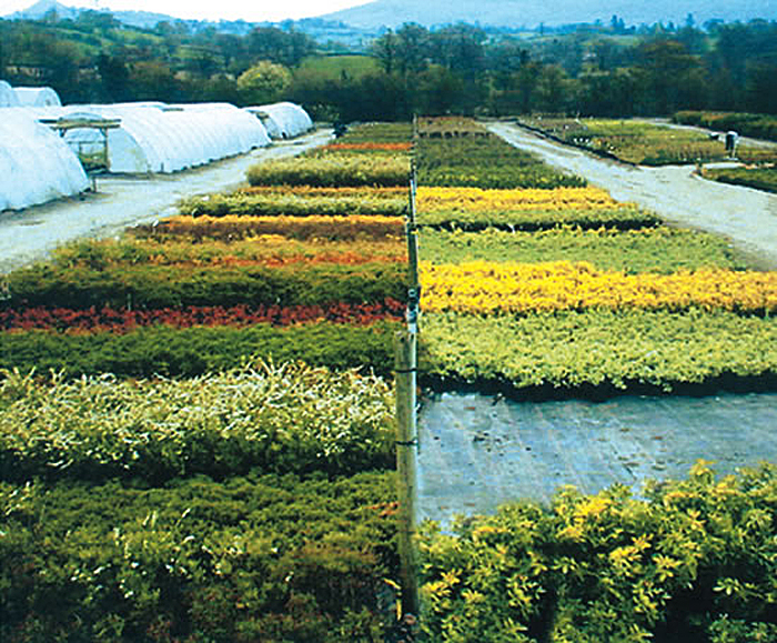 Container-grown shrubs | Dingle Nurseries | ESI External Works