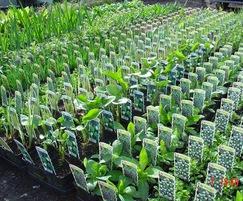 Marginal aquatic plants | Aqualife Water Plants & Landscapes | ESI ...