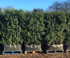 Instant hedging | ARBOR Nurseries | ESI External Works