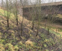 Rootlok system for vegetated retaining wall on footway | GeoGrow | ESI ...