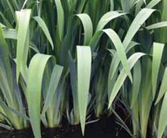 Aerated vertical flow reed bed for Highland Spring | ARM Ltd | ESI ...